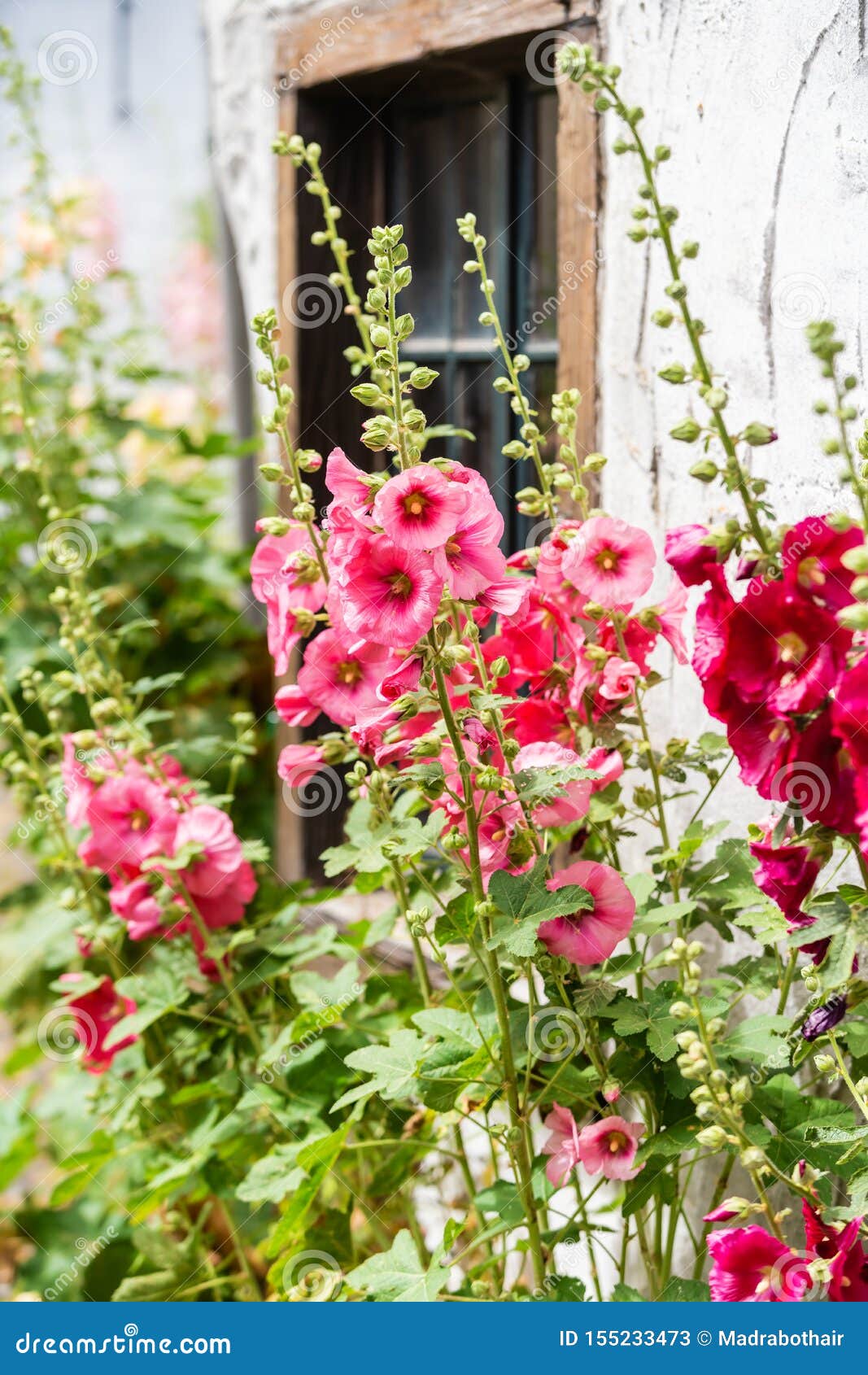 Bloei Stokrozen Voor Een Oud Landbouwbedrijfhuis in Een Oud Dorp Stock ...