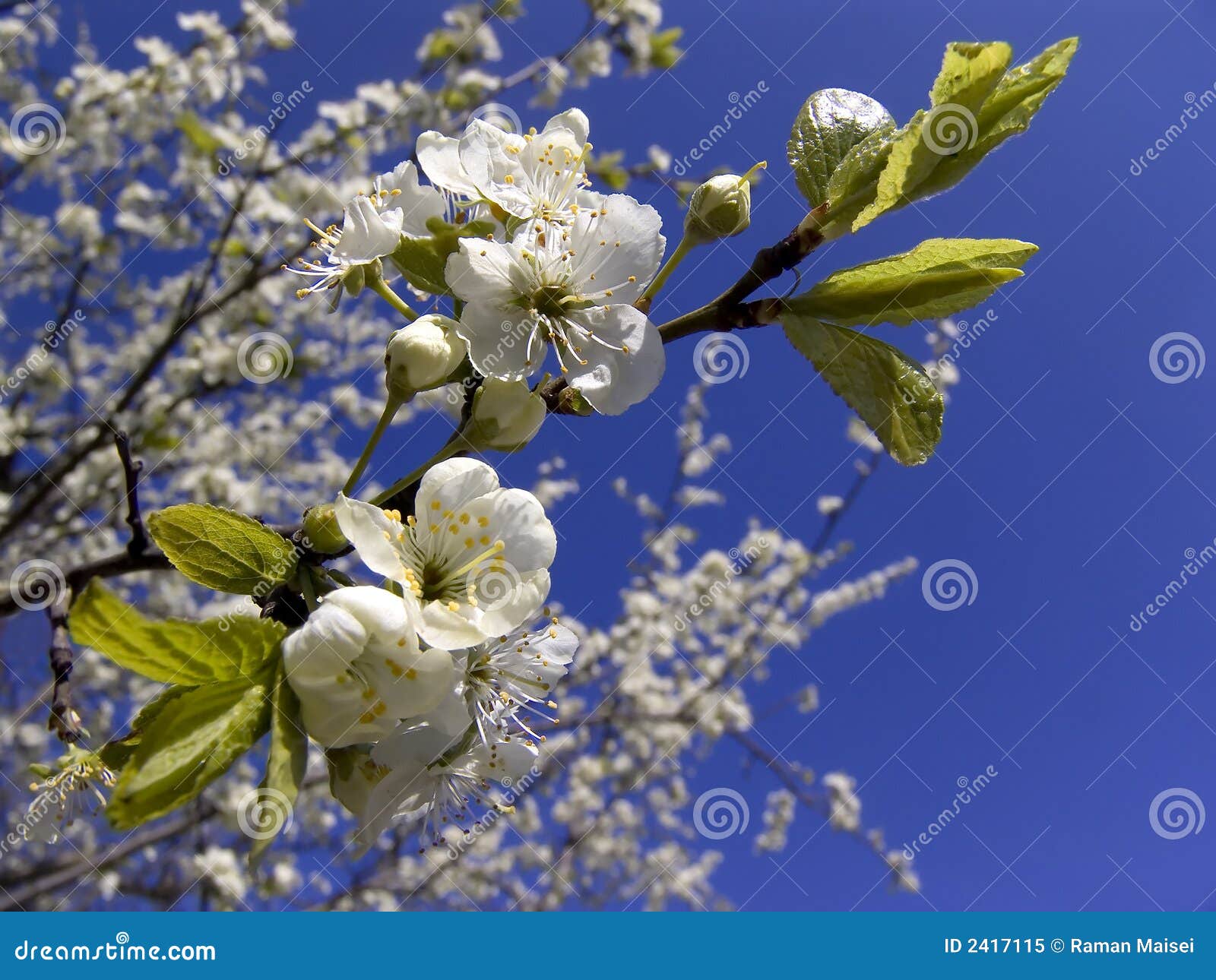 Bloeiend Takje Van Kers-boom Stock Afbeelding - Image of helder, kers ...