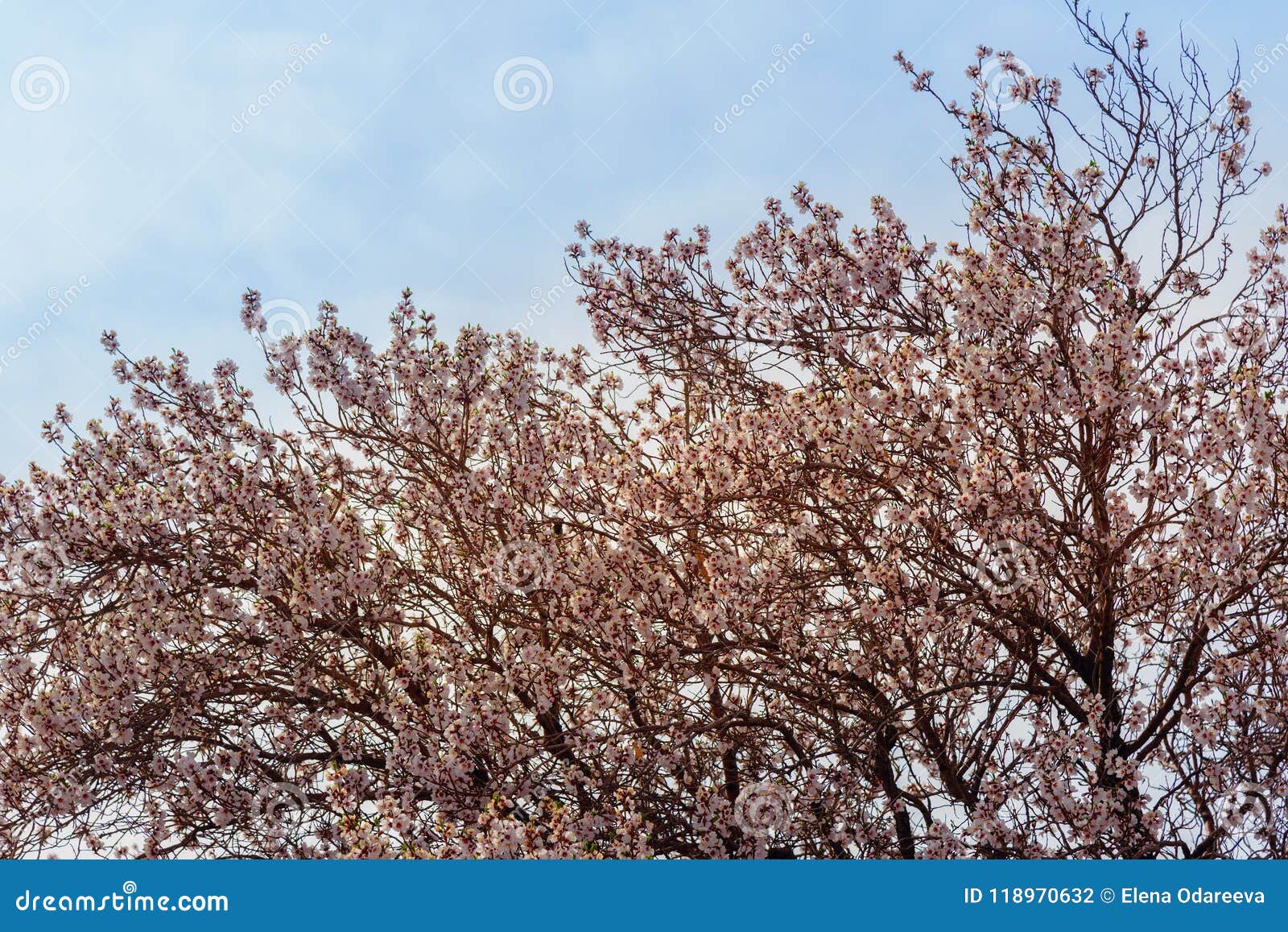 Bloeiende amandelboom stock foto. Image of isphahan - 118970632