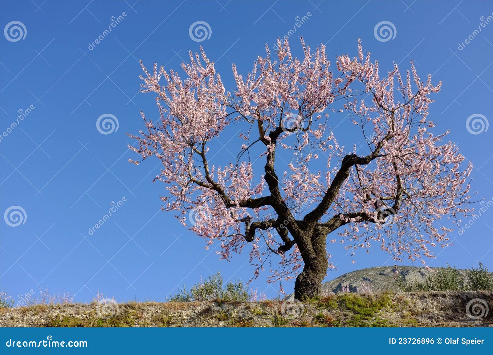 Bloeiende amandelboom stock foto. Image of bloei, zonneschijn - 23726896