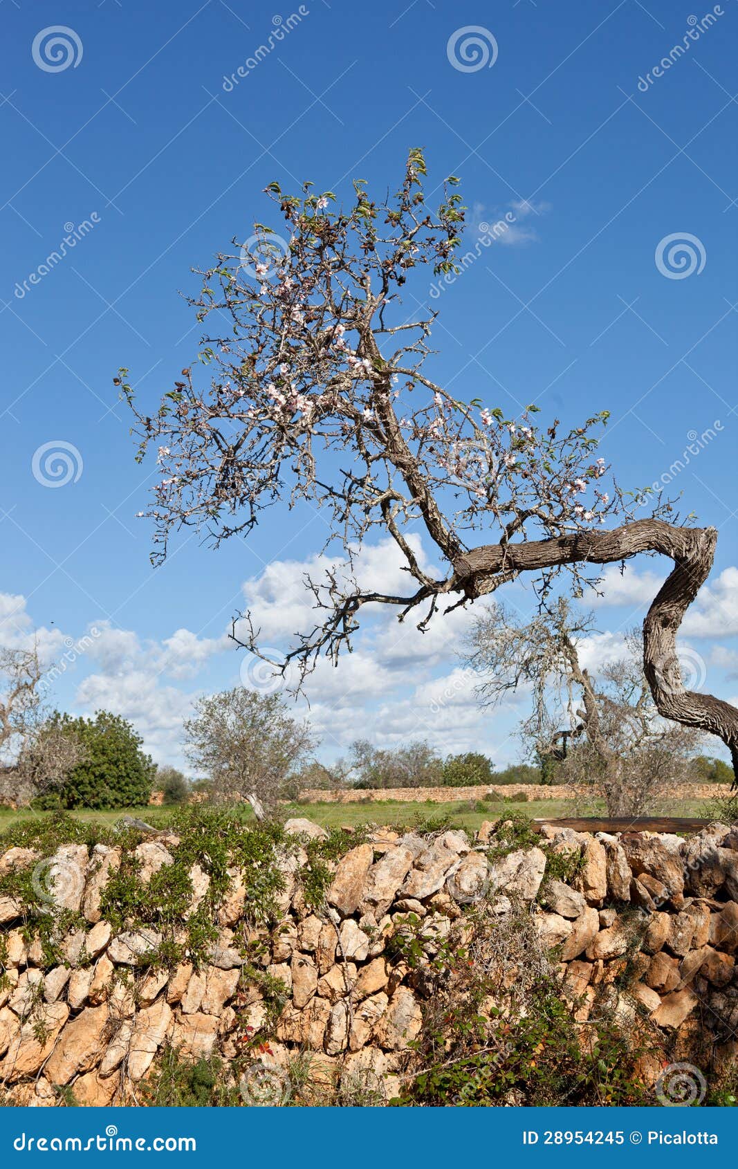 Bloeiende amandelboom stock afbeelding. Image of knoppen - 28954245