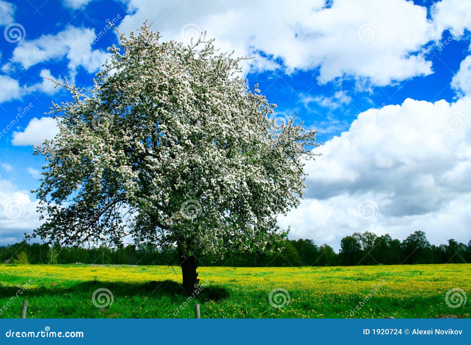 Bloeiende Appelboom in Een Groene Meedow Stock Foto - Image of bloei ...