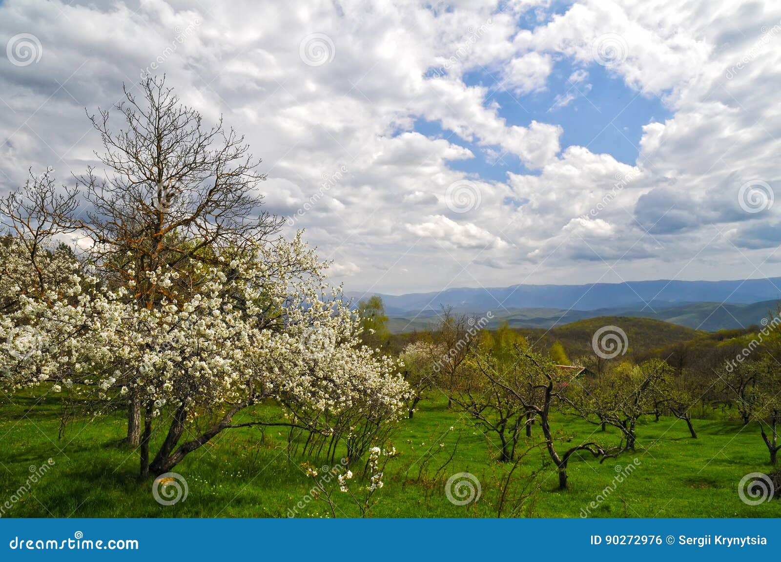 Bloeiende Appelboom in Oude Boomgaard Bij De Lentedag Stock Foto ...