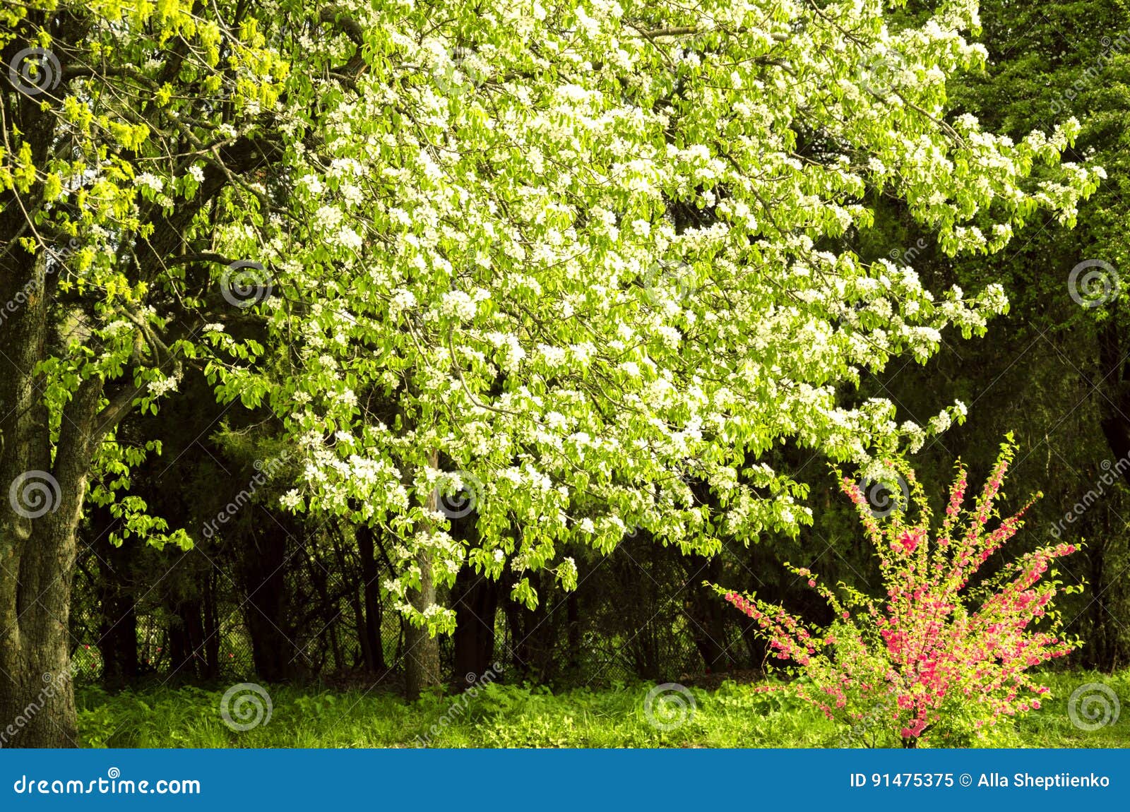 Bloeiende Bomen in De Tuin in De Lente Stock Afbeelding - Image of ...