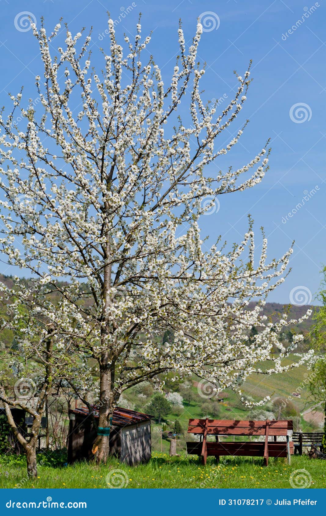 Bloeiende Bomen in Tuin in De Lente Stock Afbeelding - Image of ...