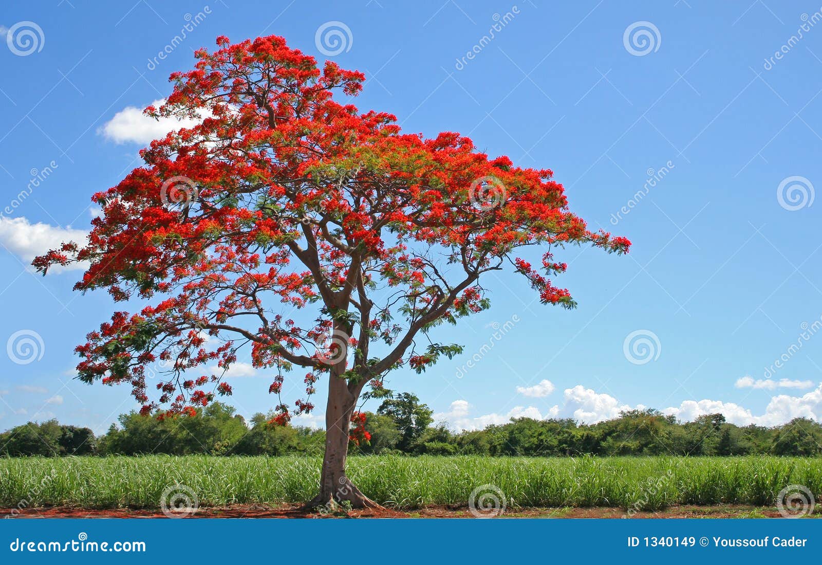 Bloeiende Boom stock afbeelding. Image of vermiljoen, suiker - 1340149