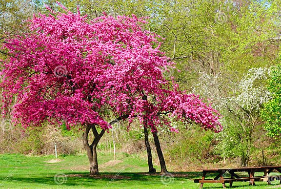 Bloeiende boom stock foto. Image of niemand, bucolisch - 14099030