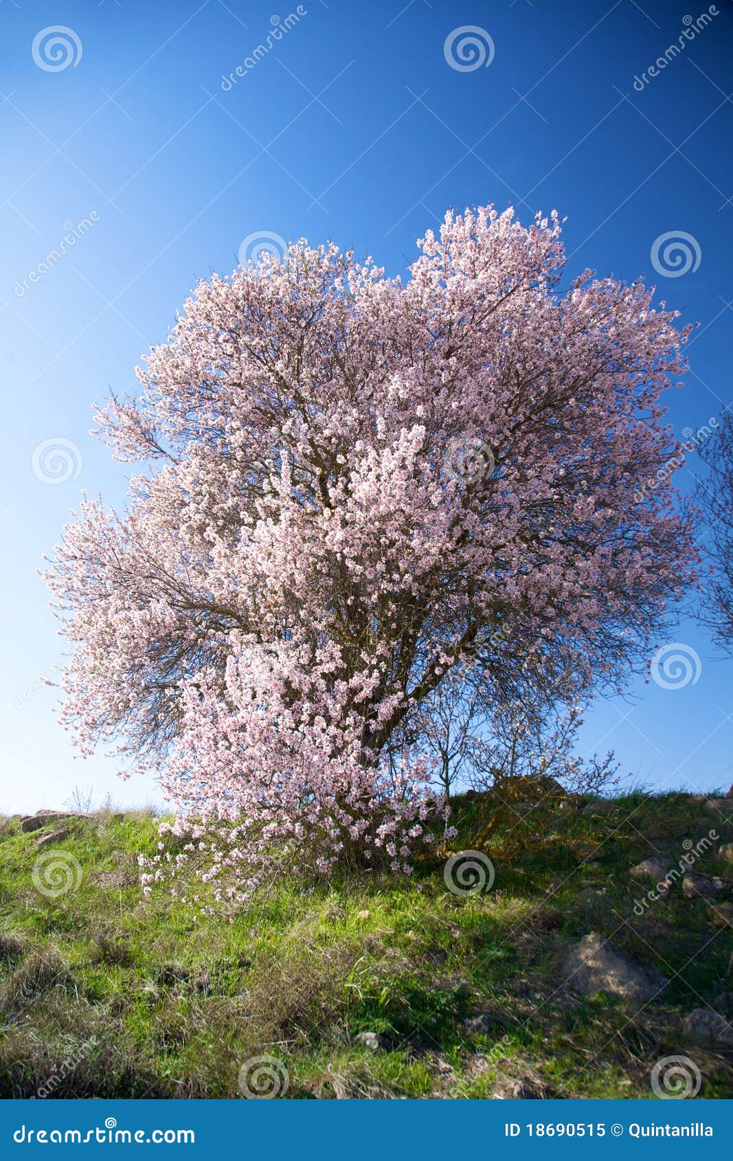 Bloeiende boom stock afbeelding. Image of land, boomstam - 18690515