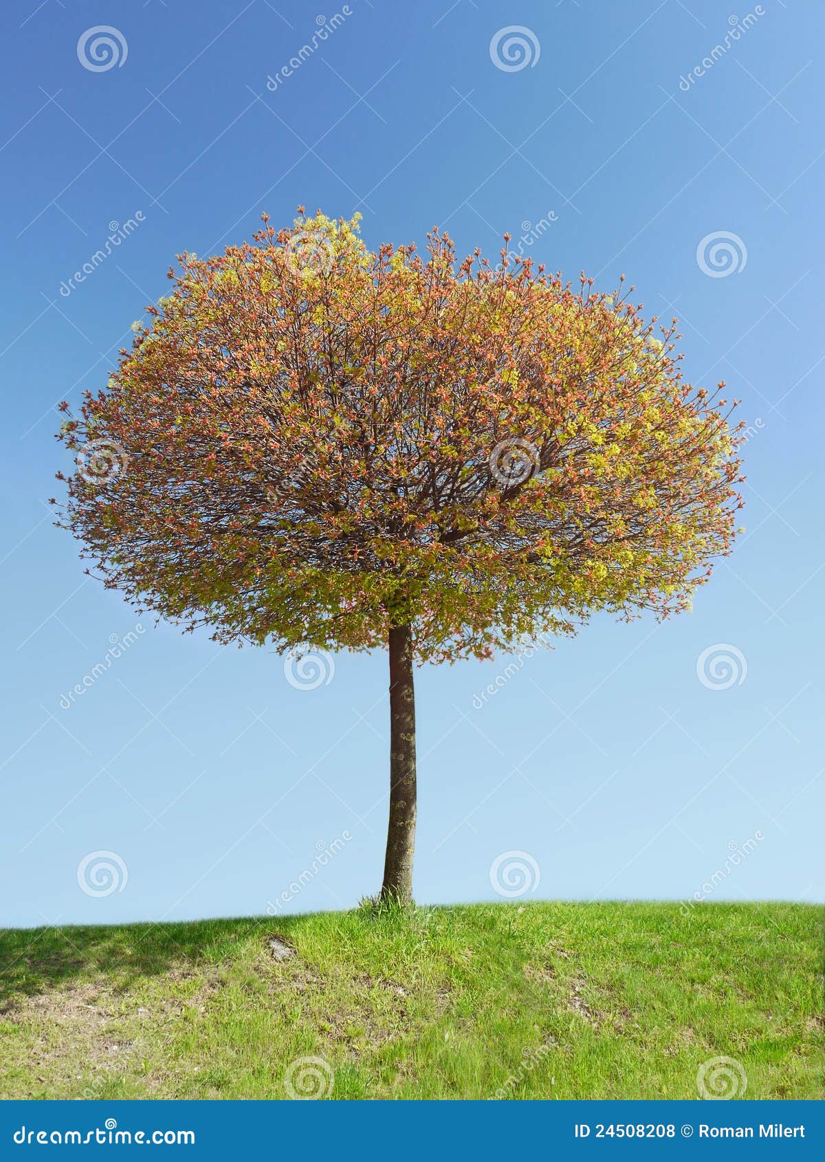 Bloeiende boom stock foto. Image of bloemen, bloesem - 24508208