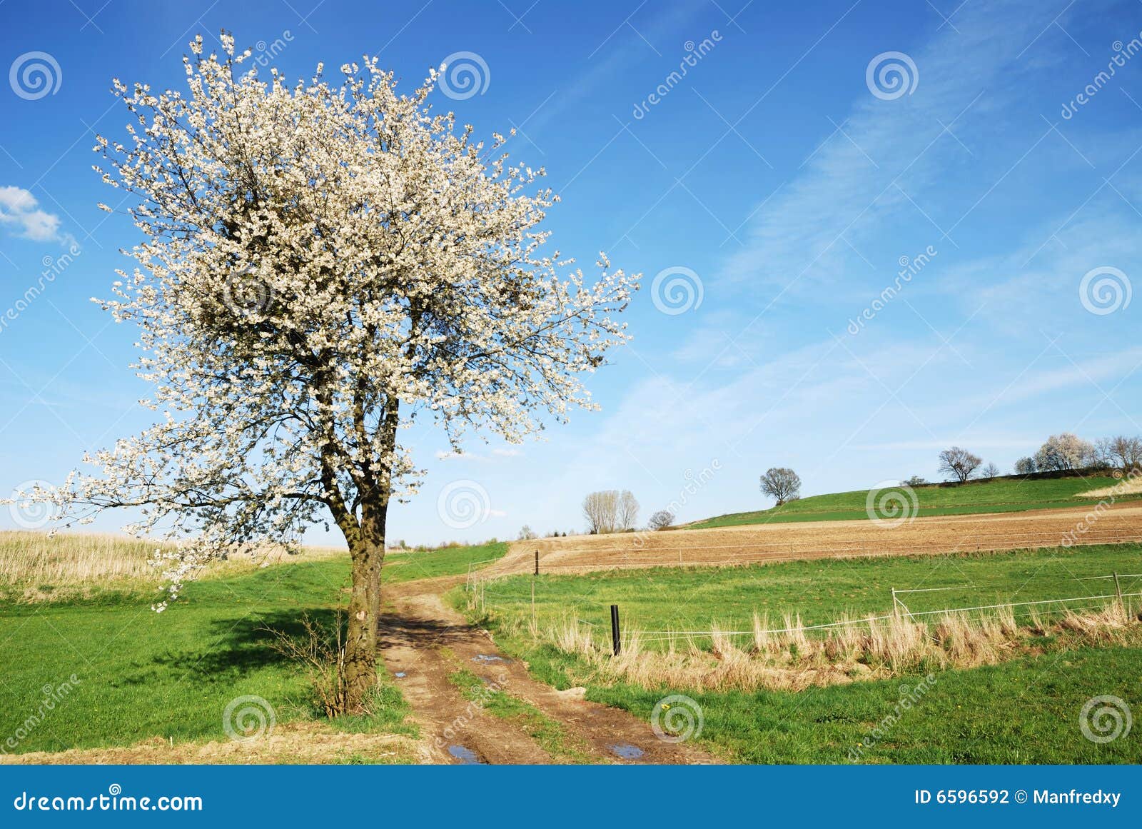 Bloeiende boom stock foto. Image of boom, vers, groei - 6596592