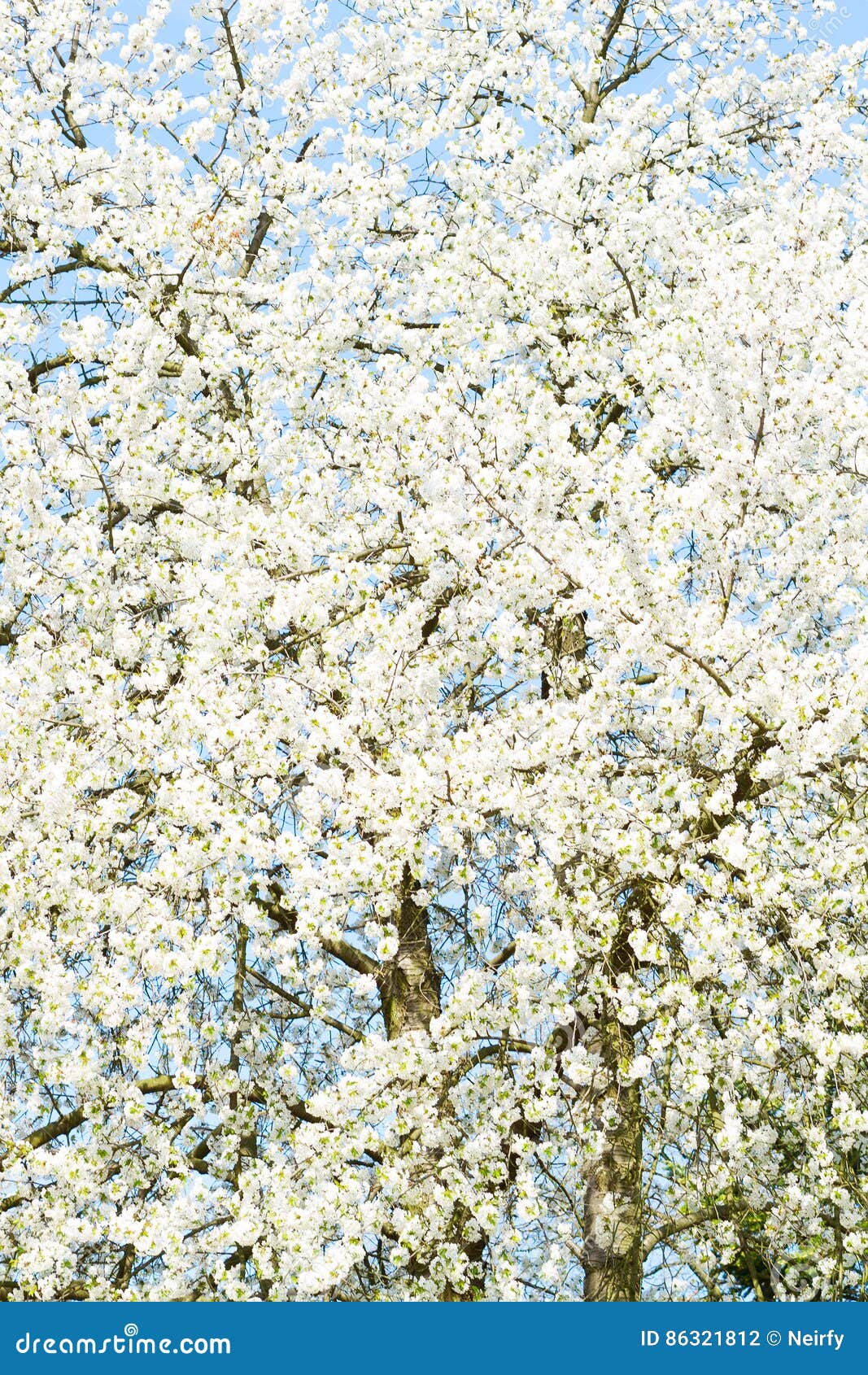 Bloeiende boom stock foto. Image of blauw, installatie - 86321812