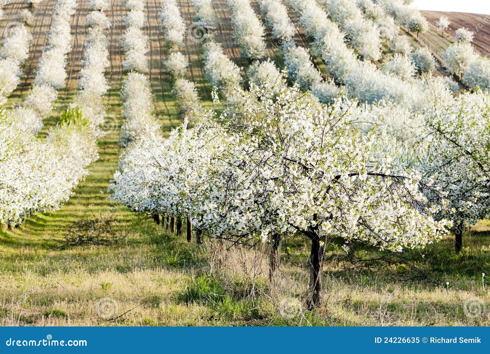 Bloeiende boomgaard stock afbeelding. Image of naughty - 24226635