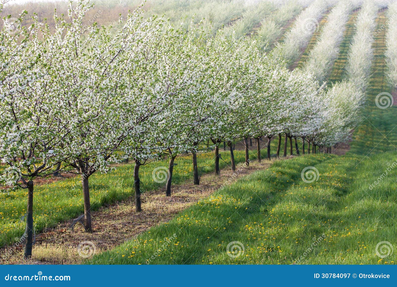 Bloeiende boomgaard stock afbeelding. Image of bloeien - 30784097