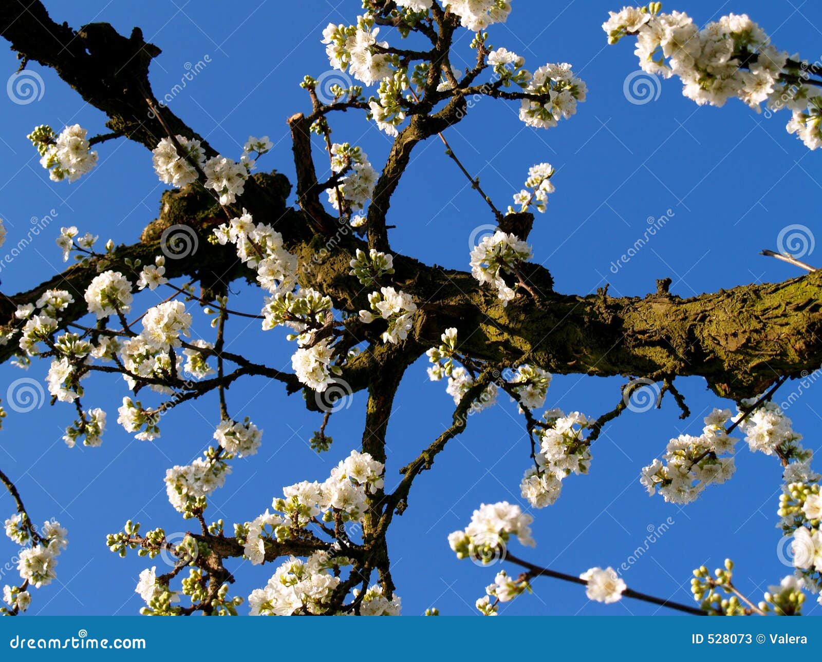 Bloeiende boomgaard stock afbeelding. Image of bloesem - 528073