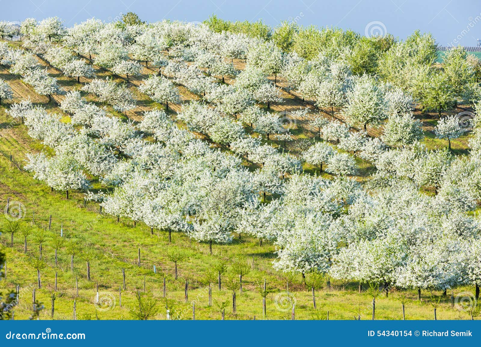 Bloeiende boomgaard stock foto. Image of centraal, moravië - 54340154
