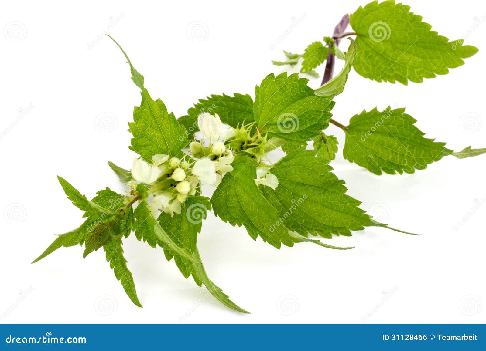 Bloeiende brandnetel stock foto. Image of gezondheid - 31128466