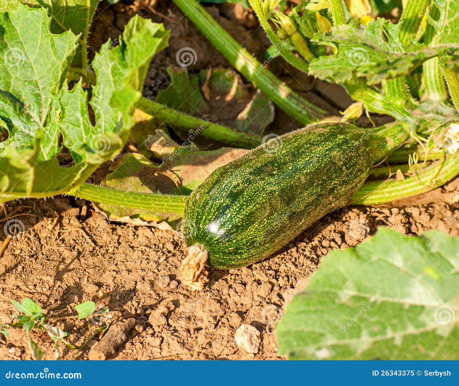 Bloeiende Courgette in De Moestuin Stock Afbeelding - Image of ...