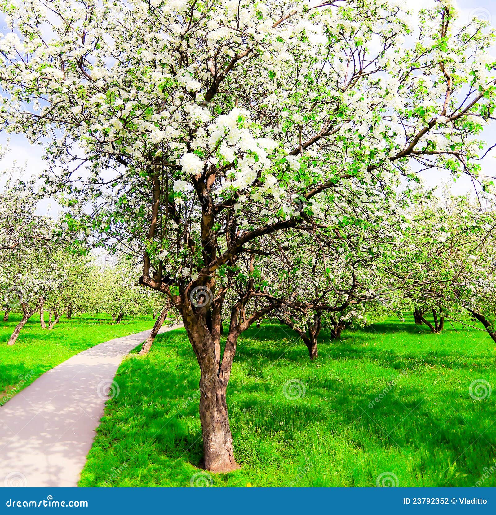 Bloeiende De Appelboom Van De Lente Stock Foto - Afbeelding: 23792352