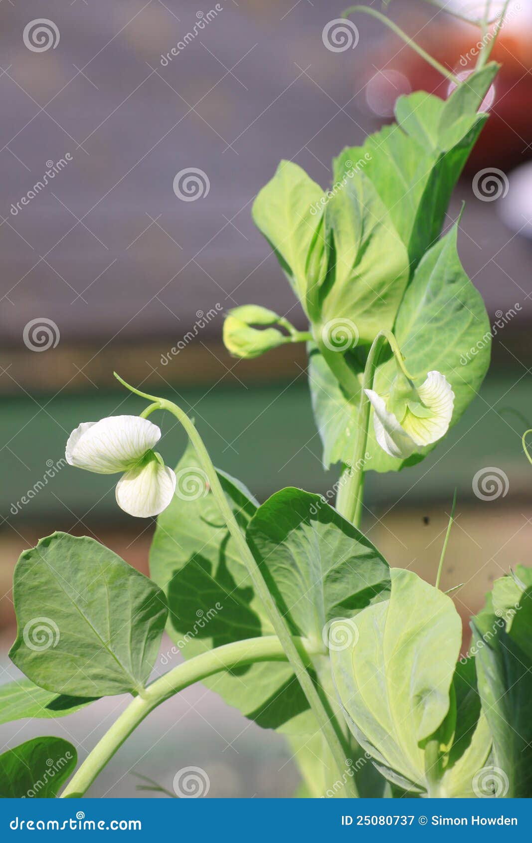 Bloeiende Erwt stock afbeelding. Image of erwt, groen - 25080737