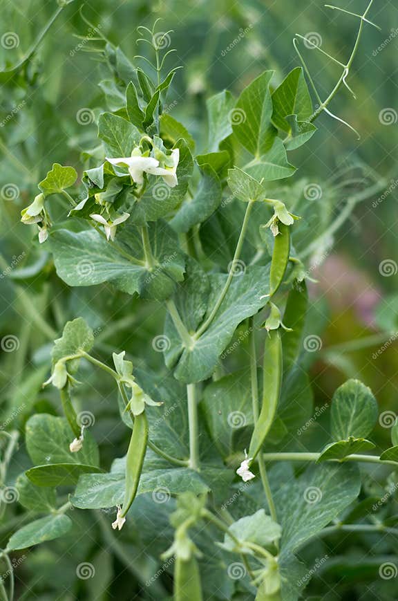 Bloeiende erwt stock afbeelding. Image of gewas, smakelijk - 25364773