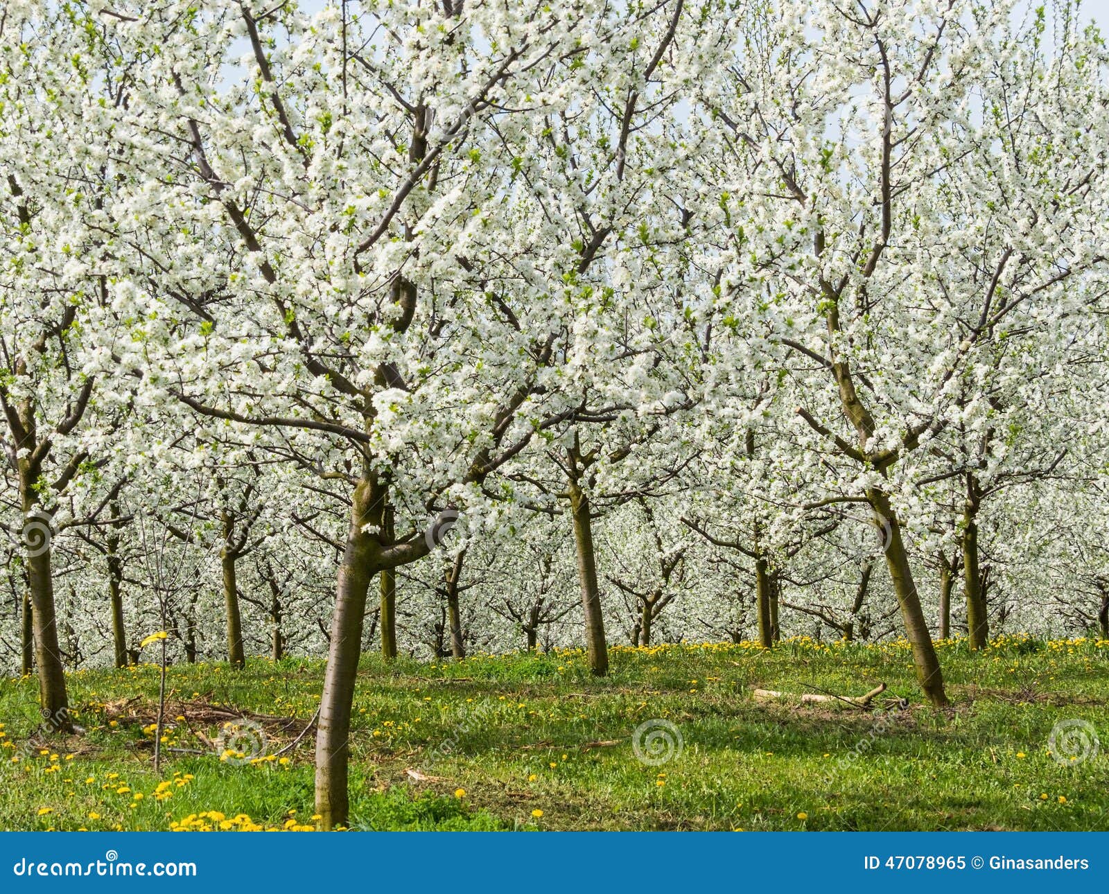 Bloeiende Fruitbomen in De Lente Stock Afbeelding - Image of bomen ...
