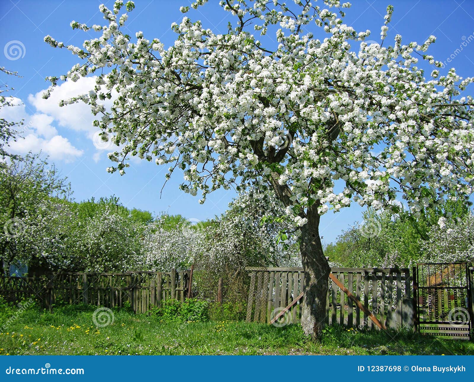 Bloeiende fruitboom stock foto. Image of land, omheining - 12387698