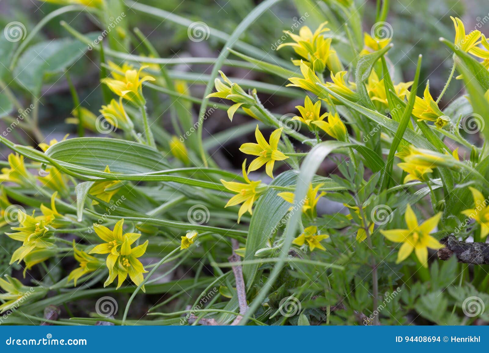 Bloeiende Gele Ster-van-bethlehem, Gagea-lutea Stock Foto - Image of ...