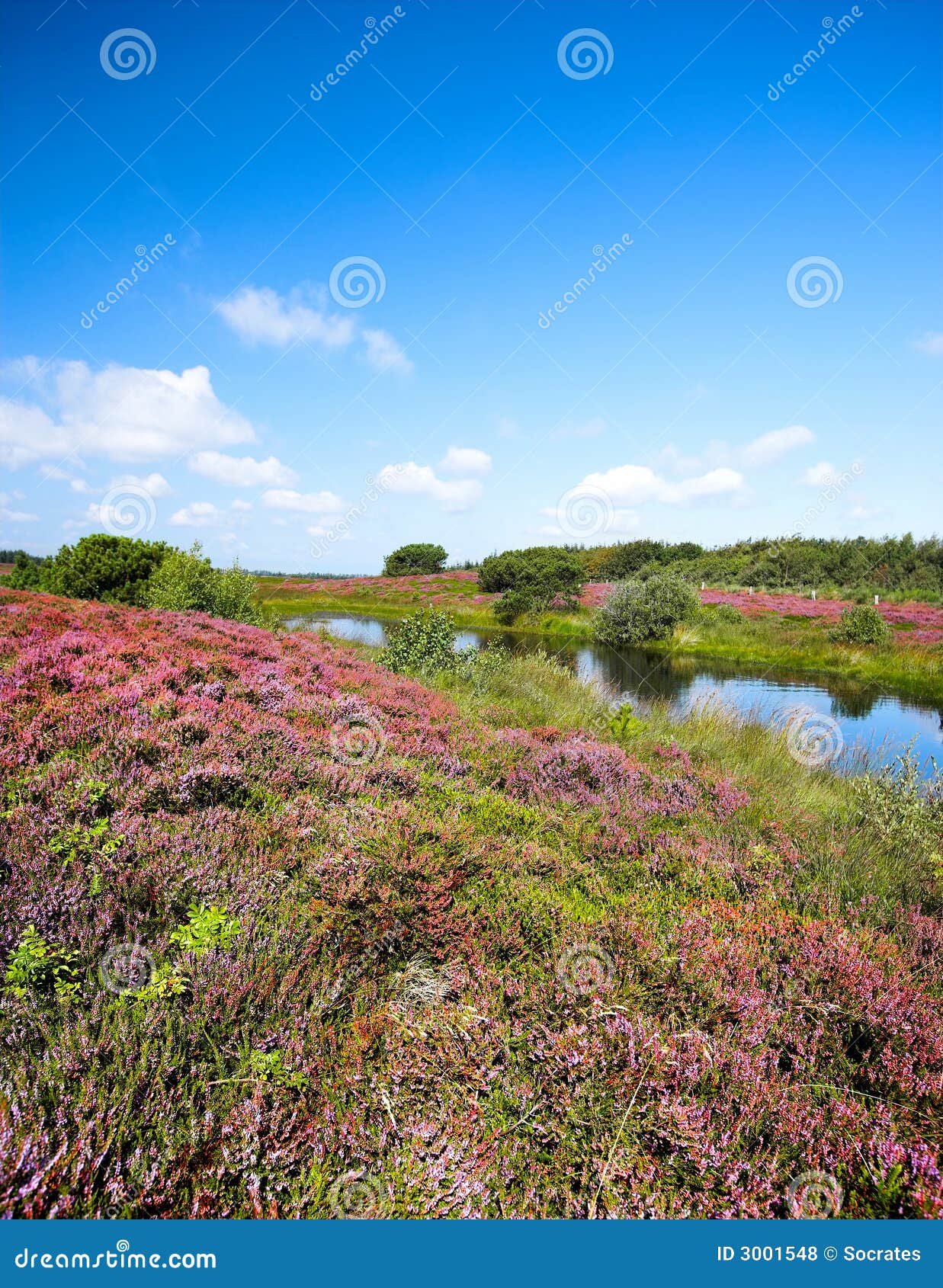 Bloeiende heide stock foto. Image of landschap, hoek, jutland - 3001548
