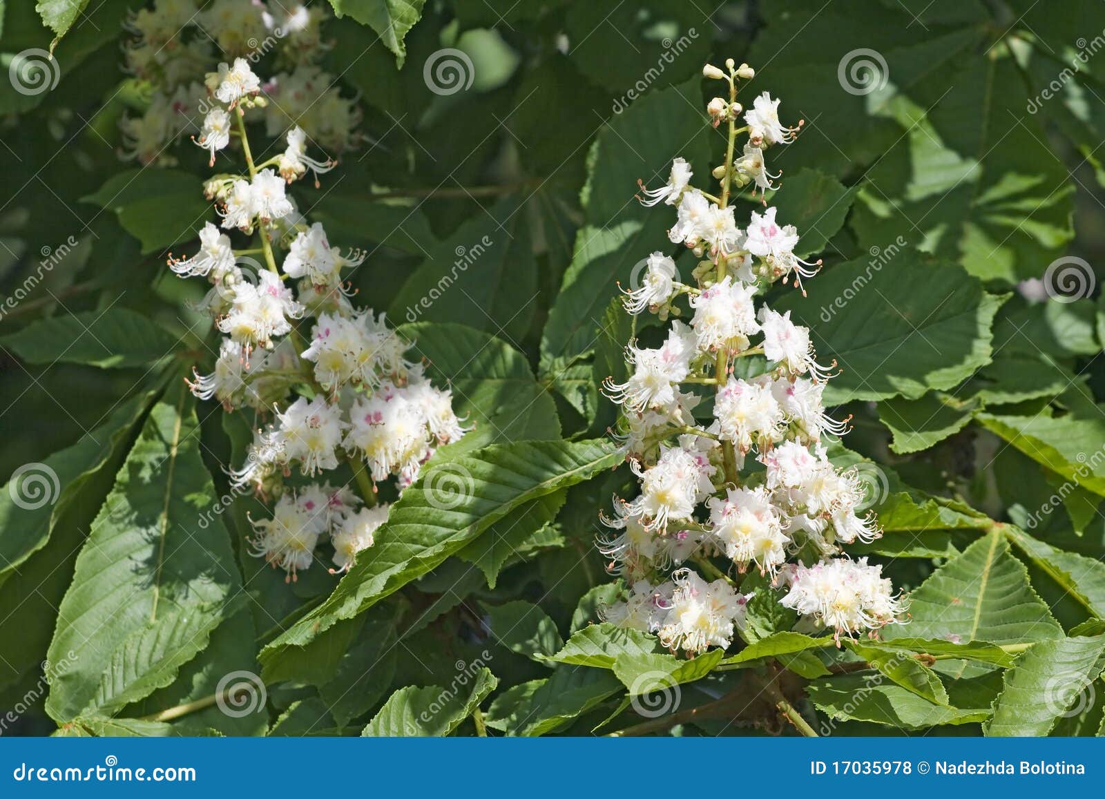 Bloeiende kastanje stock foto. Image of kastanje, niemand - 17035978