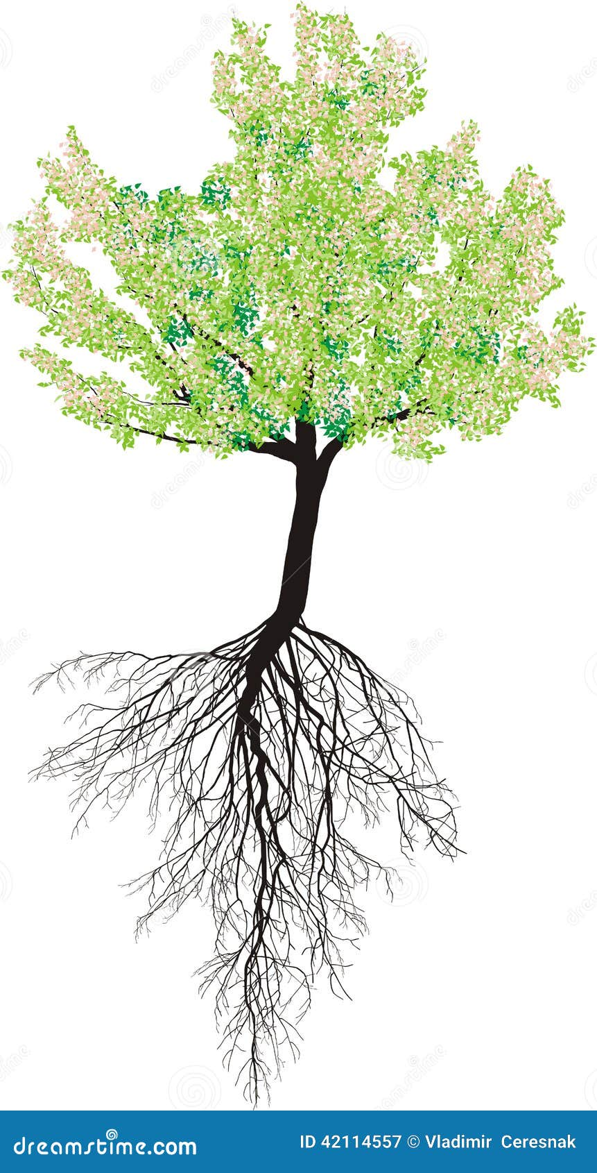 Bloeiende Kersenboom Met Wortels Vector Illustratie - Illustration of ...