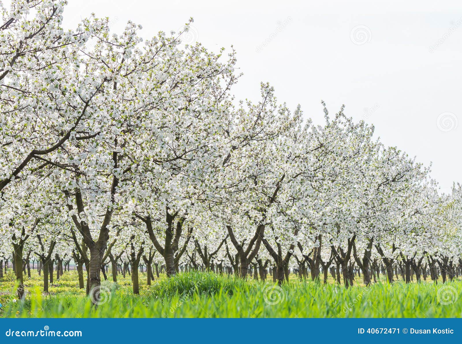 Bloeiende kersenboomgaard stock afbeelding. Image of jong - 40672471