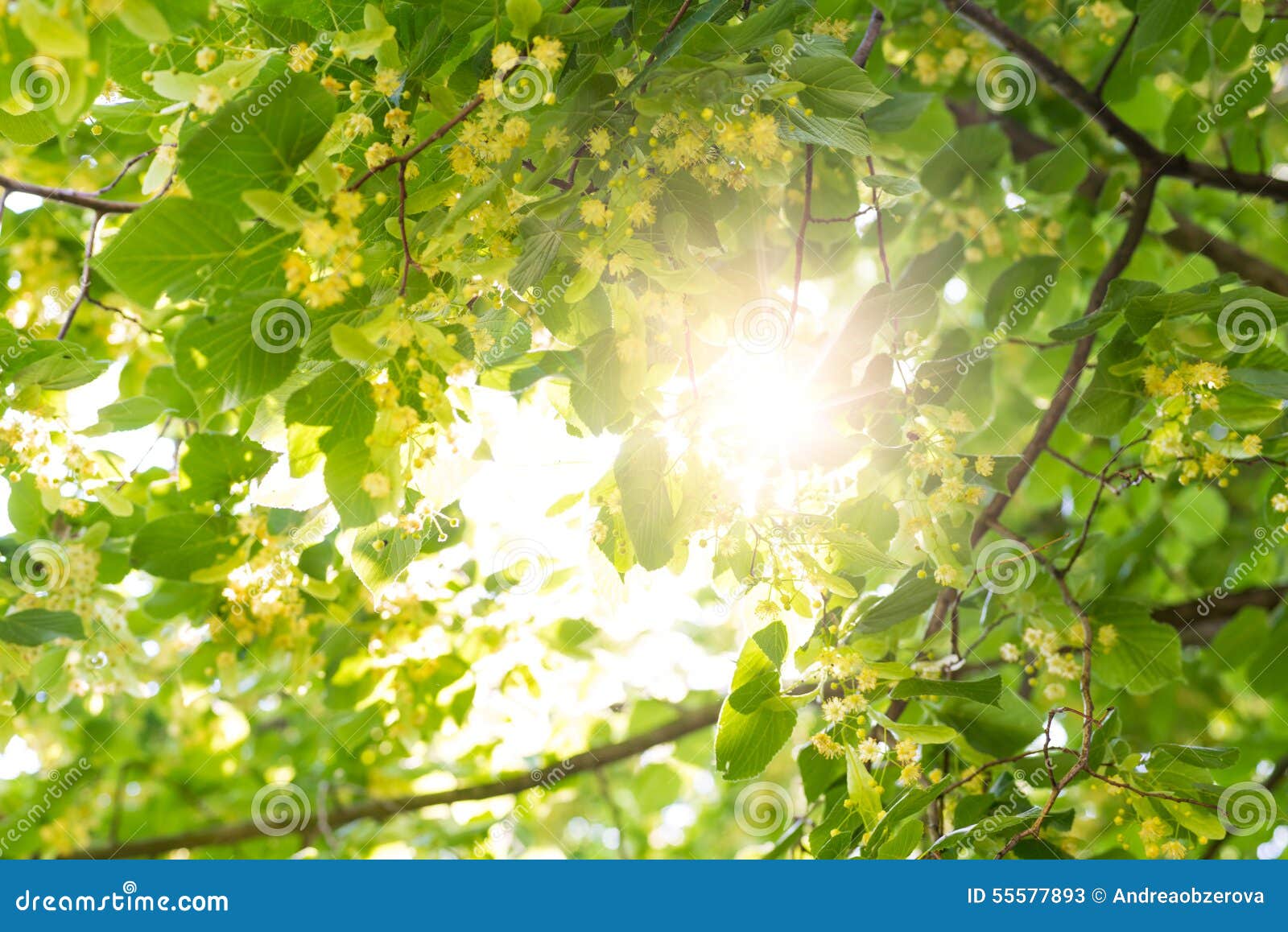 Bloeiende Linde, Lindeboom in Bloei Met Bijen Stock Afbeelding - Image ...