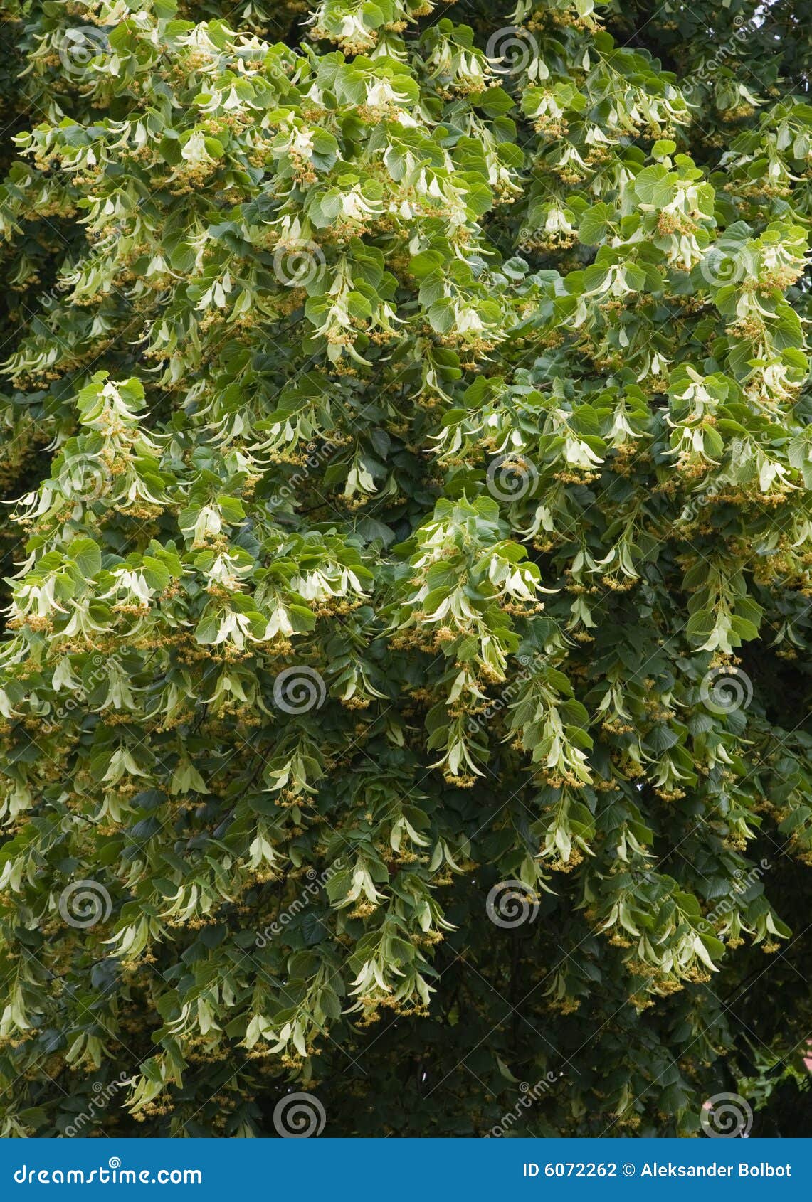 Bloeiende lindeboom stock foto. Image of installatie, naughty - 6072262