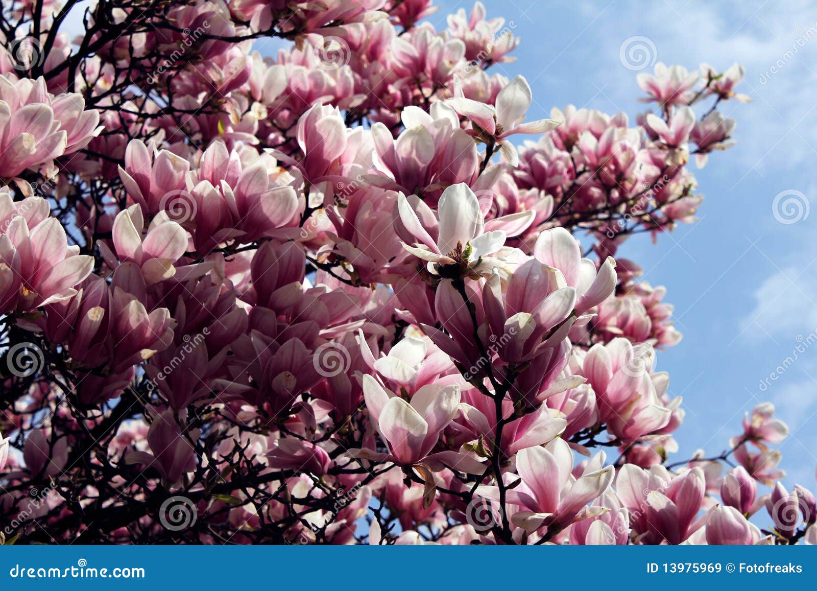 Bloeiende Magnolia's - Boom Stock Afbeelding - Image of glimlach, blauw ...