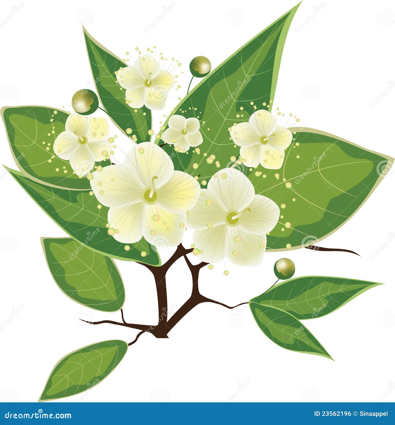 Bloeiende Mirtetak, Vectorillustratie Vector Illustratie - Illustration ...