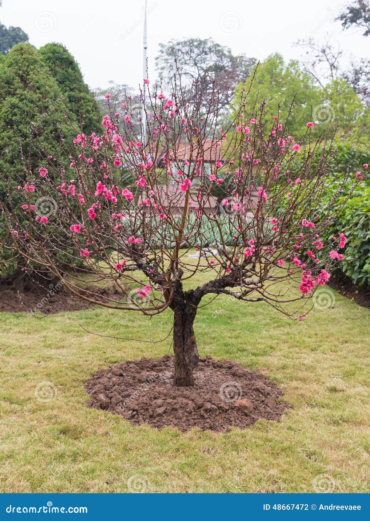 Bloeiende perzikboom stock foto. Image of gras, bloesems - 48667472