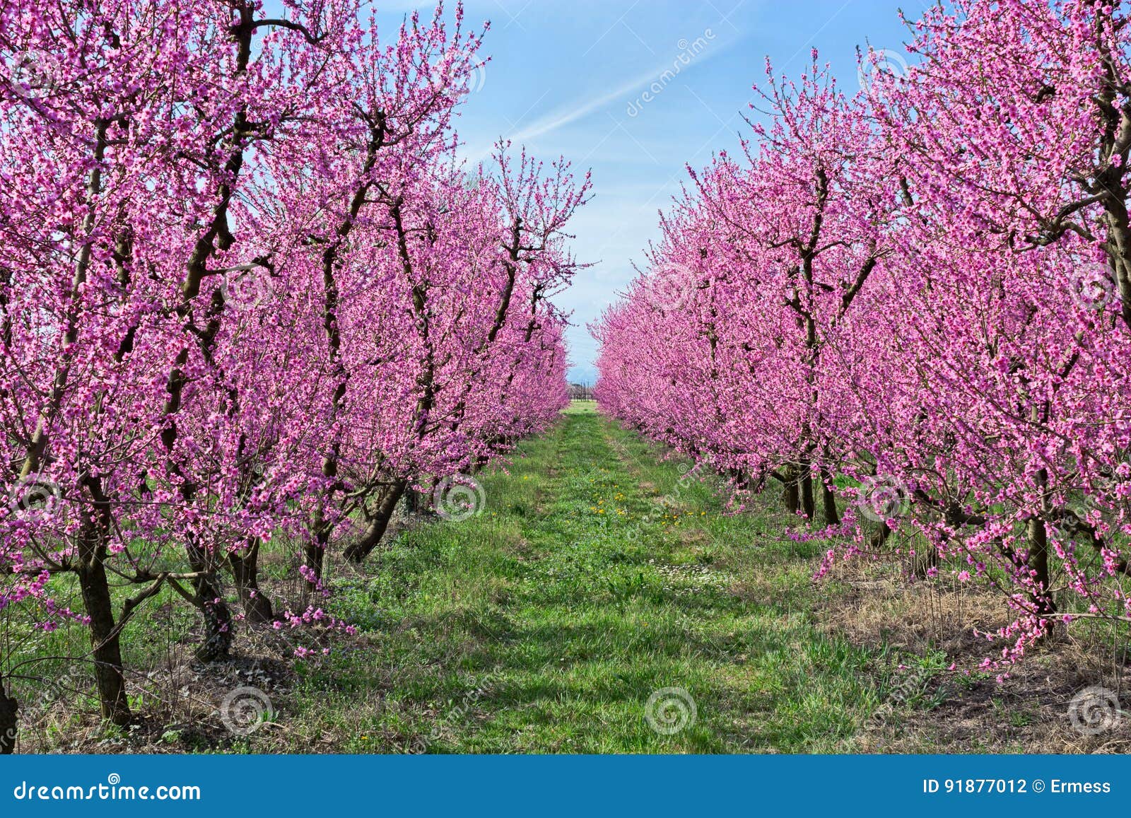 Bloeiende perzikboom stock foto. Image of boomgaard, agronomie - 91877012