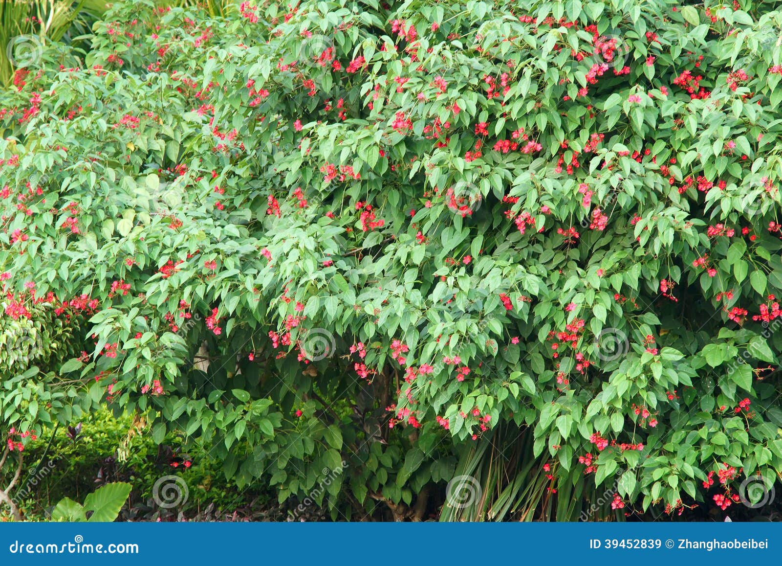 Bloeiende struik stock afbeelding. Image of bloem, bloei - 39452839