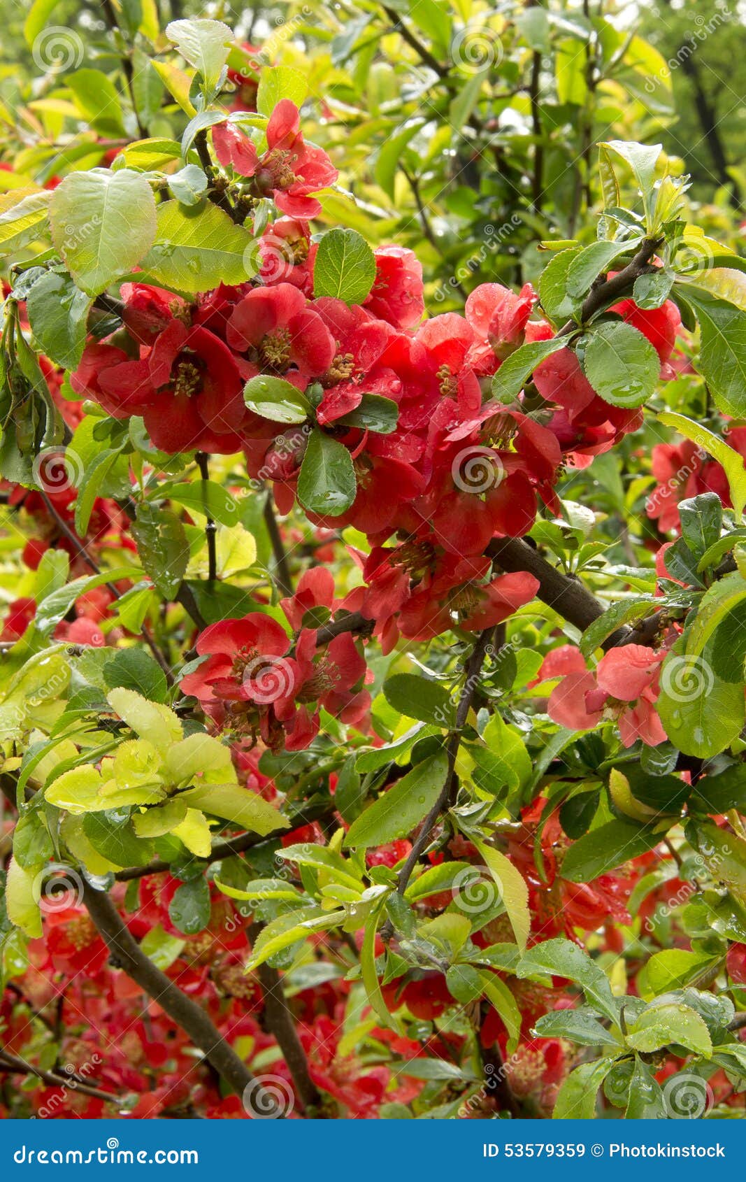 Bloeiende Struik Japanse Kweepeer Stock Afbeelding - Image of tuin ...