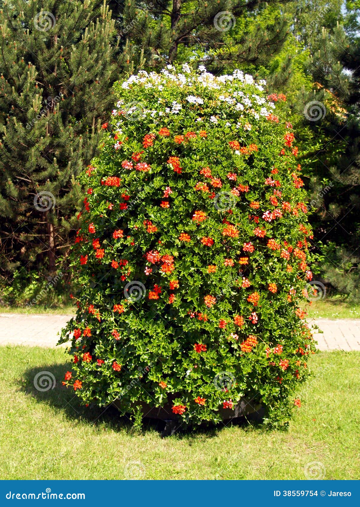 Bloeiende struik of struik stock foto. Image of blad - 38559754