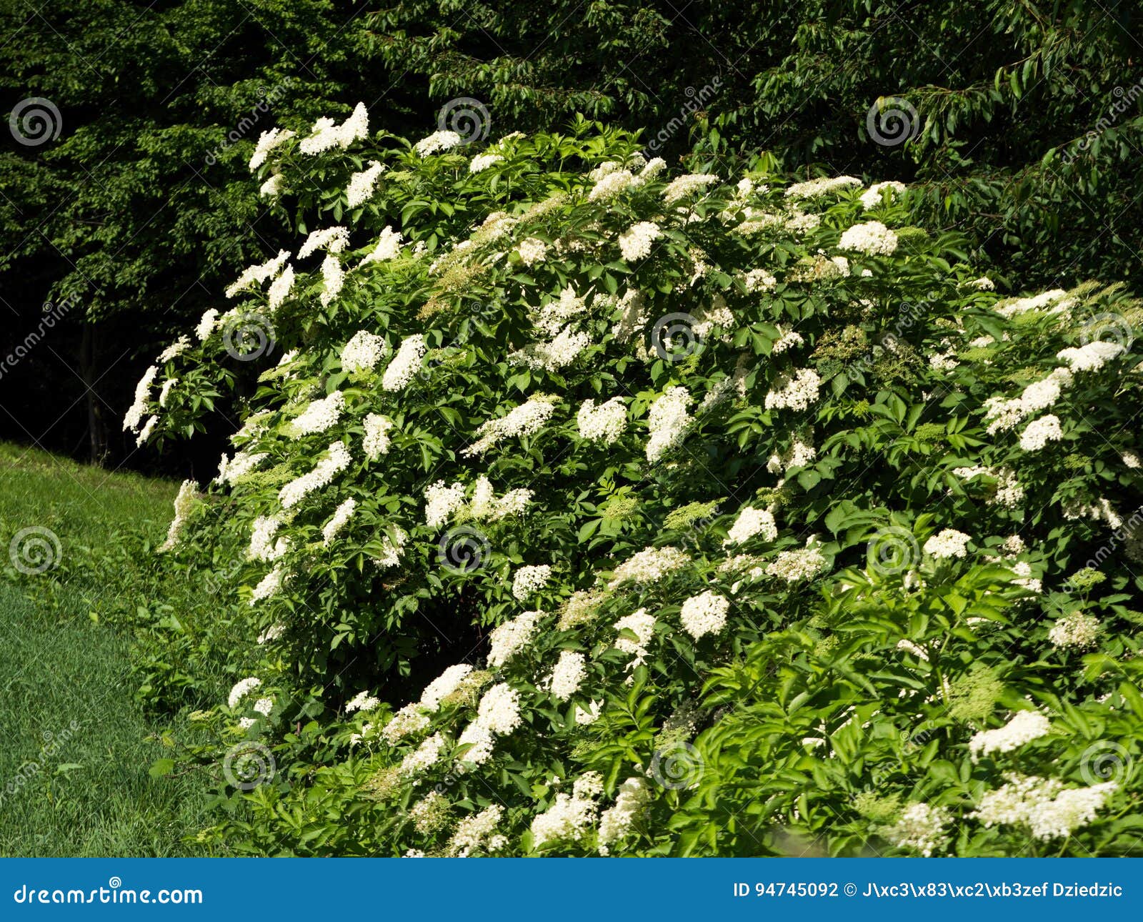Bloeiende Struiken Van Vlierbes Stock Foto - Image of traditioneel ...