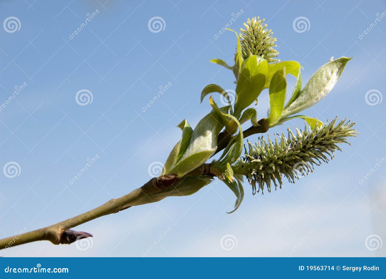 Bloeiende wilg stock foto. Image of boom, nave, bloei - 19563714