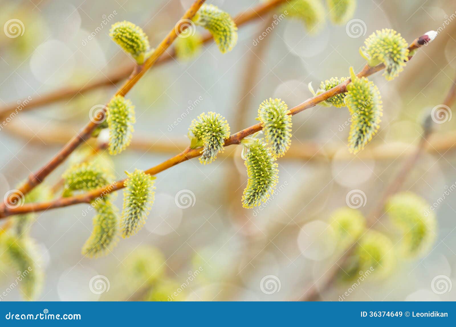 Bloeiende Wilg stock afbeelding. Image of bruin, glans - 36374649