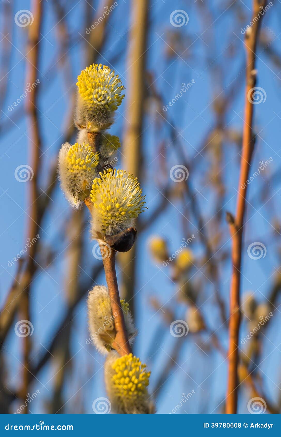 Bloeiende wilg stock foto. Image of april, zondag, vergankelijk - 39780608