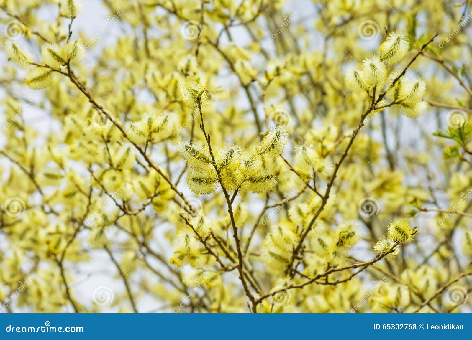 Bloeiende wilg stock foto. Image of leven, kruis, schoonheid - 65302768