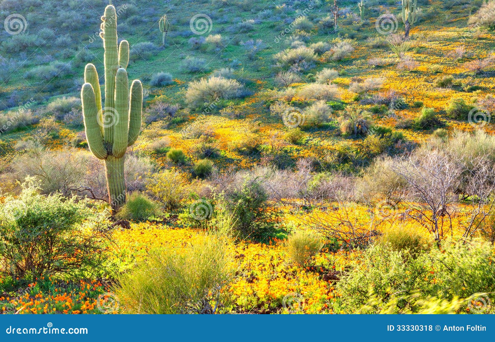 Bloeiende Woestijn stock foto. Image of wildbloem, westen - 33330318