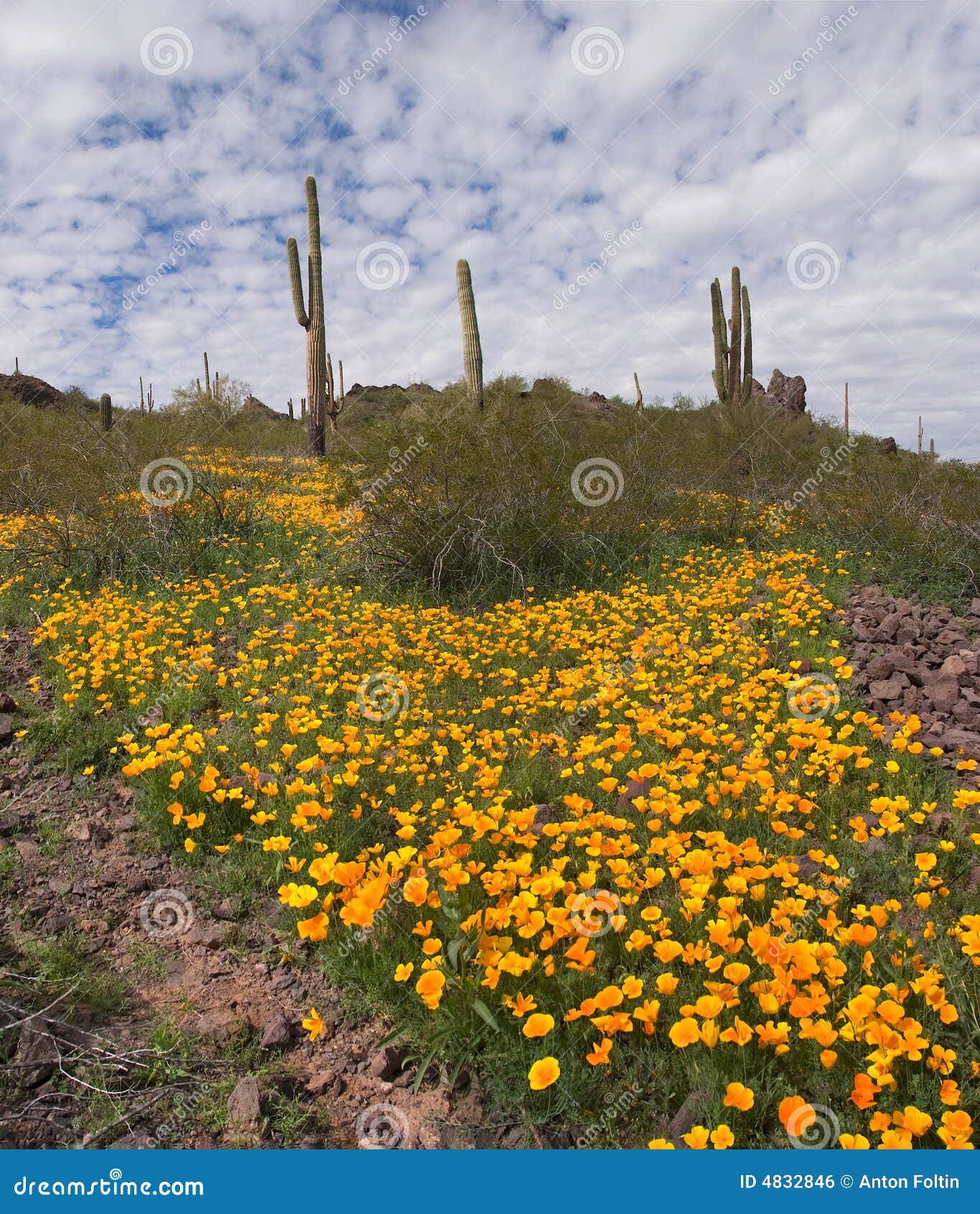 Bloeiende Woestijn stock foto. Image of piek, bergen, zuidwesten - 4832846