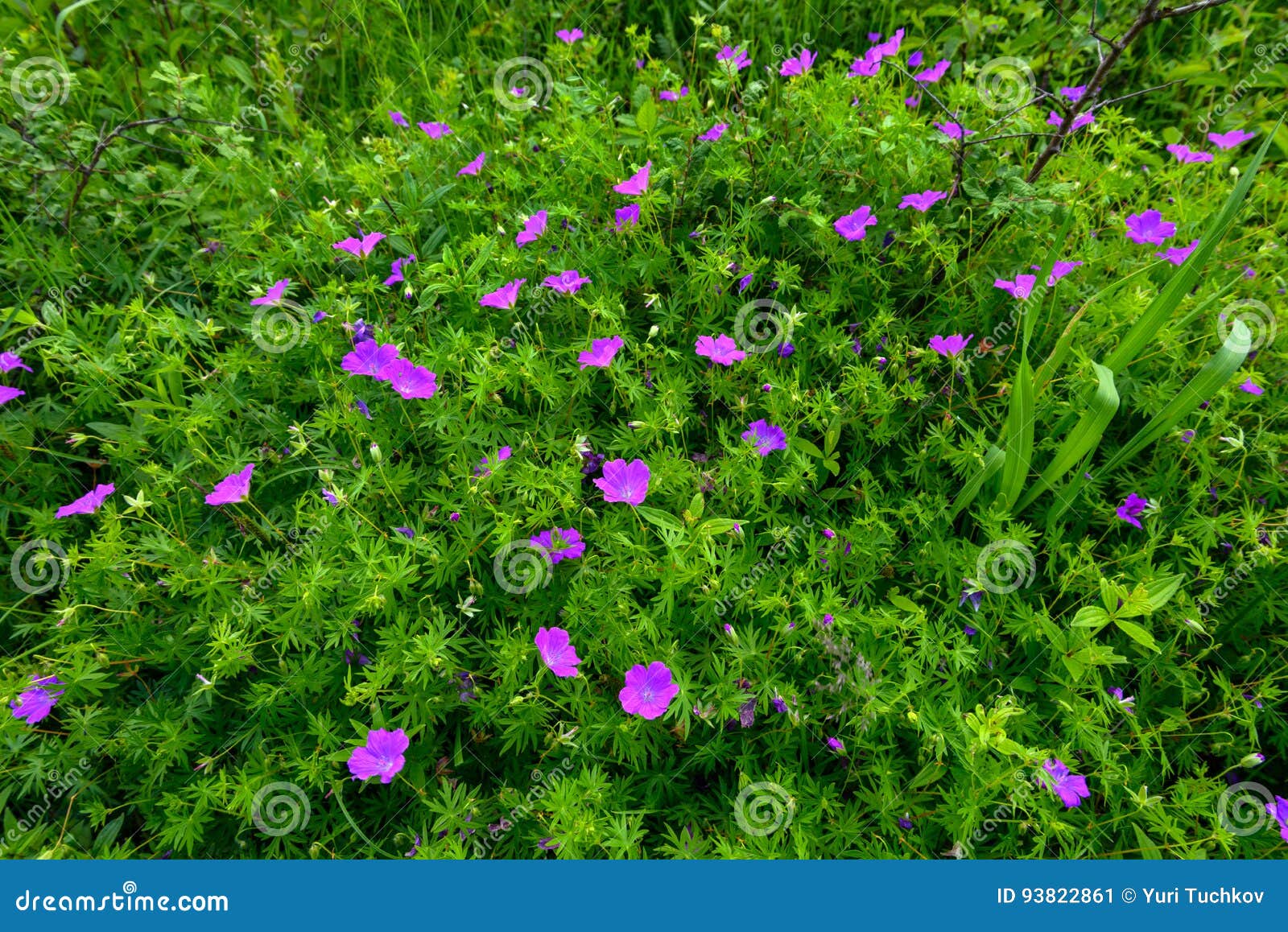 Bloeit een wilde geranium stock afbeelding. Image of versheid - 93822861
