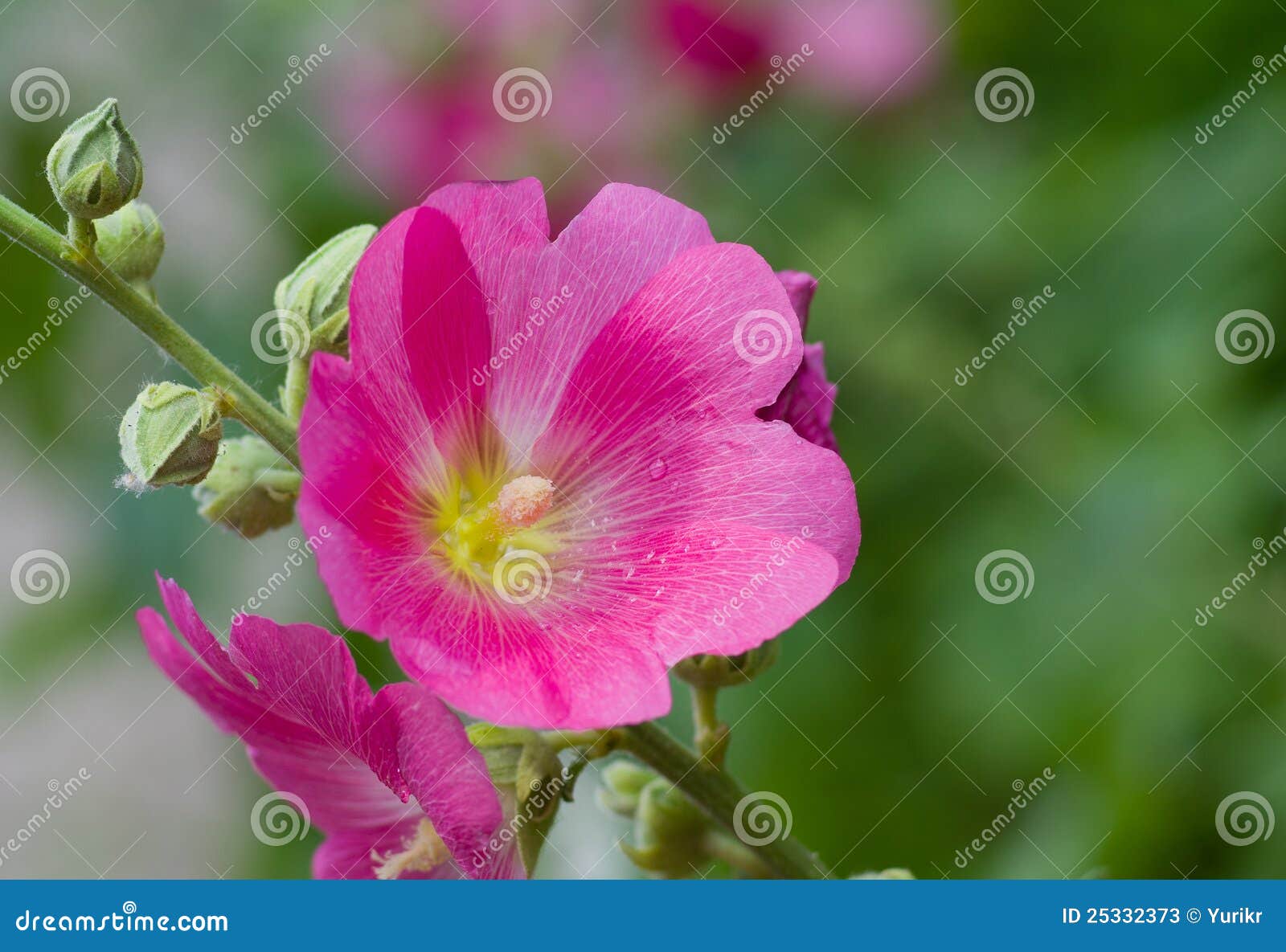 Bloeiwijze van Malva bloem stock afbeelding. Image of dauw - 25332373