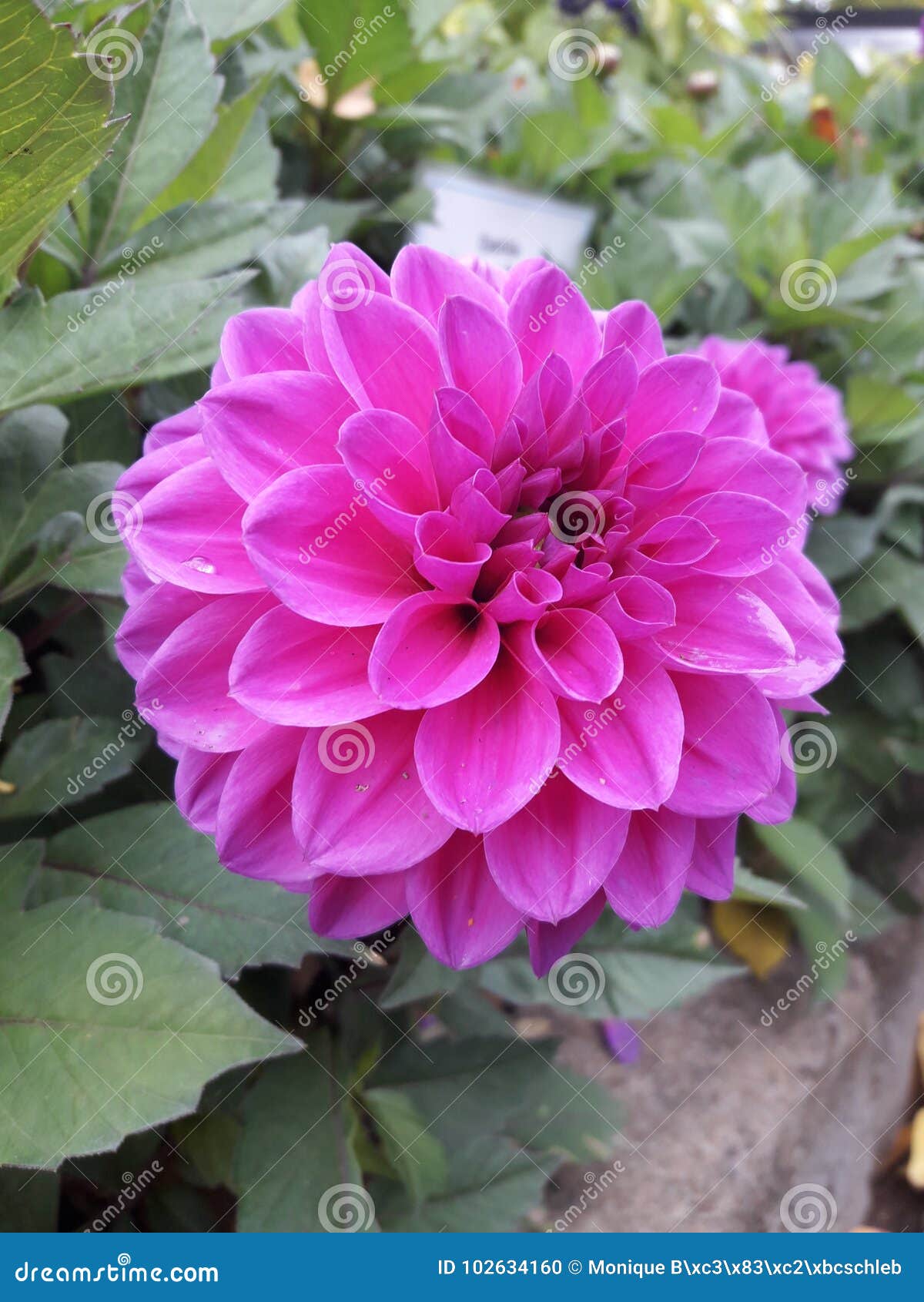 Bloem stock foto. Image of roze, groen, bloem, mooi - 102634160